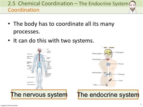 Igcse Endocrine System