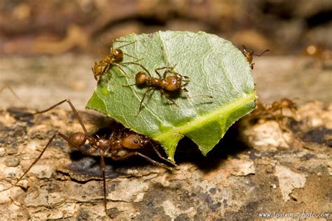 Leaf Cutting Ant Toucans Photos