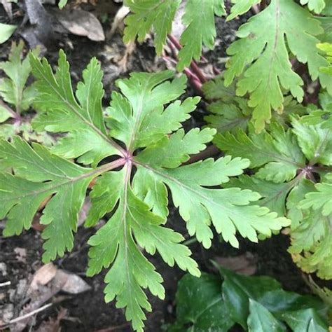 Research The Fibonacci Sequence In Nature Jersey College For Girls