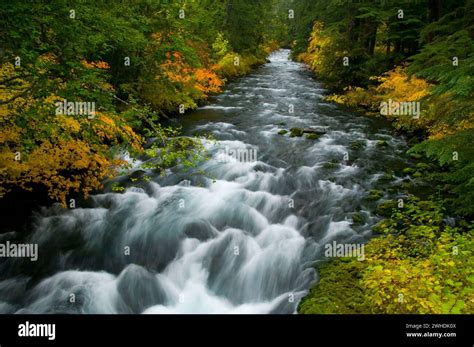 Upper Mckenzie River In Autumn Mckenzie Wild And Scenic River