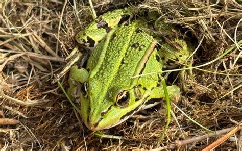 82 Year Old Woman Eats Frogs Alive For Pain Relief And Science Reveals