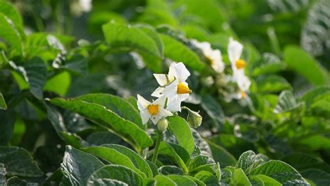 Potato Flowers Blossoms Free Photo On Pixabay Pixabay
