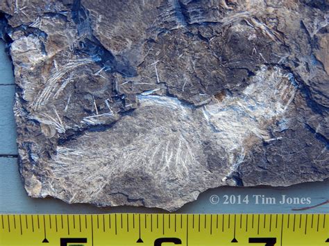 Triassic Fish Skeleton Member Collections The Fossil Forum