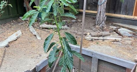 Free Avacado Small Plant For Free In Fremont Ca For Sale And Free