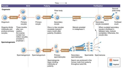 1 Fertilisation Assisted Reproduction And Contraception Flashcards