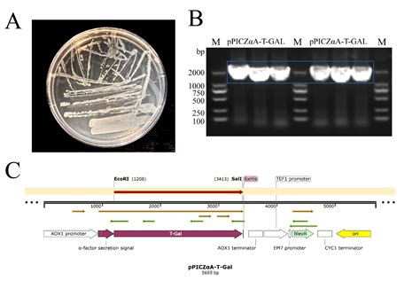 Contribution Shanghai Hs Igem 2025