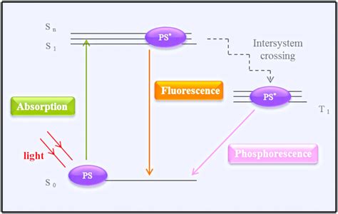 Frontiers Antimicrobial Photodynamic Therapy An Effective