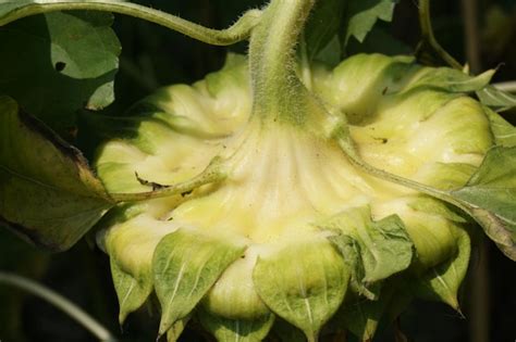 Premium Photo A Close Up Of A Flower Head With The Bud Still Attached