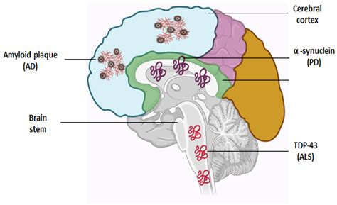 Nervous Tissue And Brain At Missouri Southern State