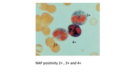 Cytochemical Staining Checked Pptx