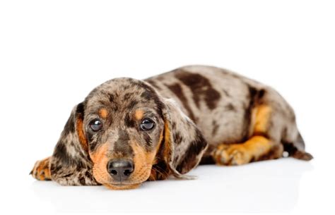 Red Merle Dachshund