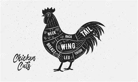 Cuts Of Chicken Stock Vector Illustration Of Poster 249488585