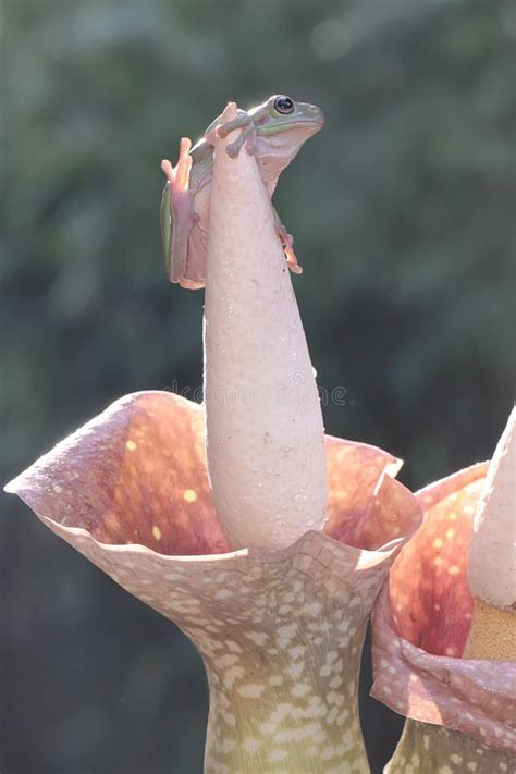 A Dumpy Tree Frog Is Resting On A Wildflower Stock Image Image Of Dumpy Length