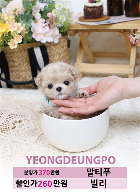 서울강아지분양말티푸분양버블