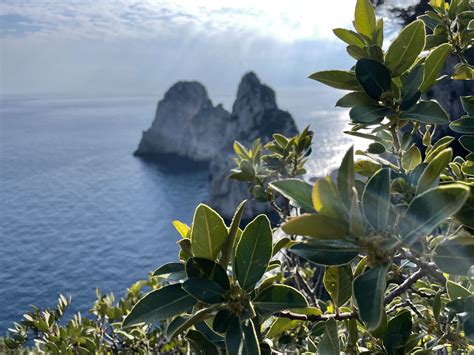 Capri Hikes · Zia Lucy