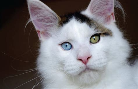 Maine Coon
