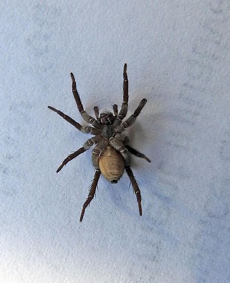 Spider Pardosa Bugguide Net