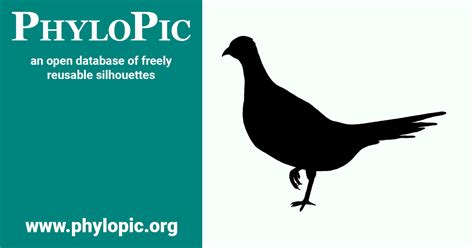 Phasianus Colchicus By Gabriela Palomo Munoz Cc By Nc 30 Phylopic