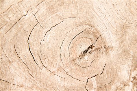 나무 줄기 자연 배경의 라인 금이 패턴 텍스처 나무 단면 반지 갈색에 대한 스톡 사진 및 기타 이미지 갈색 거친 금이 간 Istock