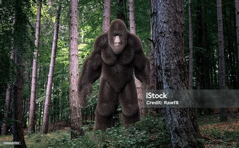 Bigfoot In The Forest Hairy Monster Mysterious Sasquatch Among Trees