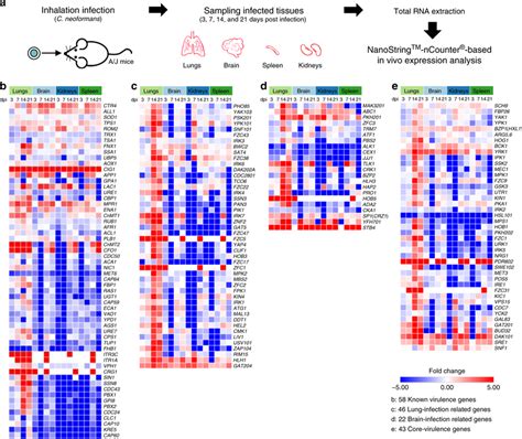 In Vivo Expression Profiling Of C Neoformans Transcription Factor And
