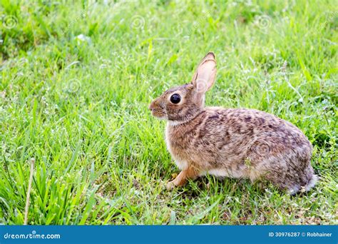 Wild Eastern Cottontail Rabbit Sylvilagus Floridanus In Field Royalty