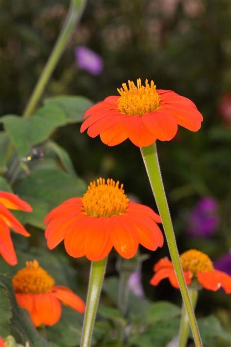 Réussir La Culture Du Tournesol Mexicain Ou Tithonia Association