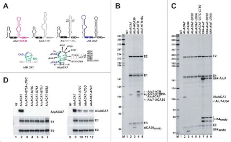 Identification And Functional Characterization Of The Bio Motif In The