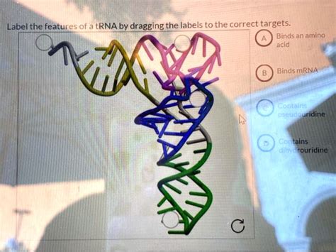 Solved Label The Features Of A Trna By Dragging The Labels To The