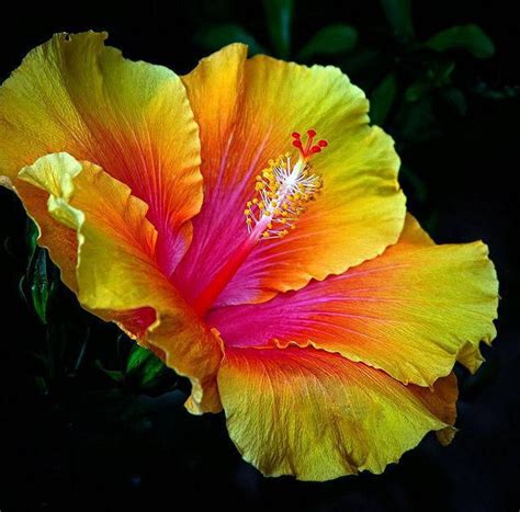 Hibiscus Flower Colors
