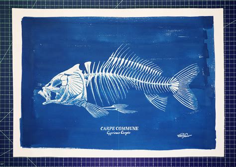 Cyanotype Poissons On Behance