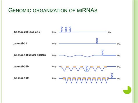 Rna Interference Pptx Programming Languages Computing