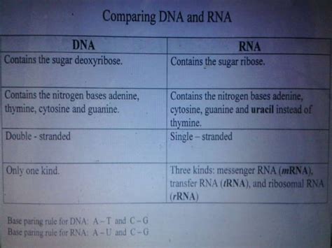 Dna And Rna Processes By Ronald Nario Pptx