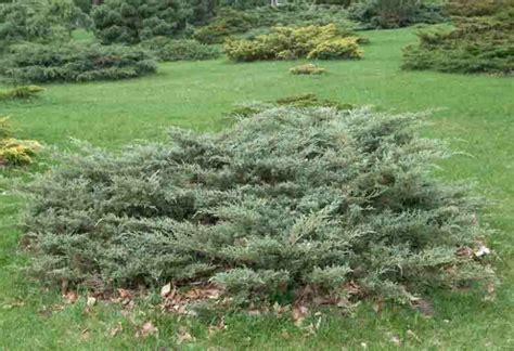 Juniperus Chinensis Angelica Blue Chinese Juniper