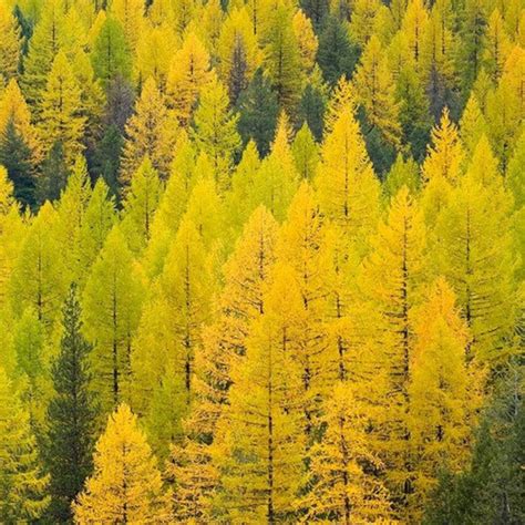 Western Larch Tamarack Tree Seeds Larix Occidentalis Etsy