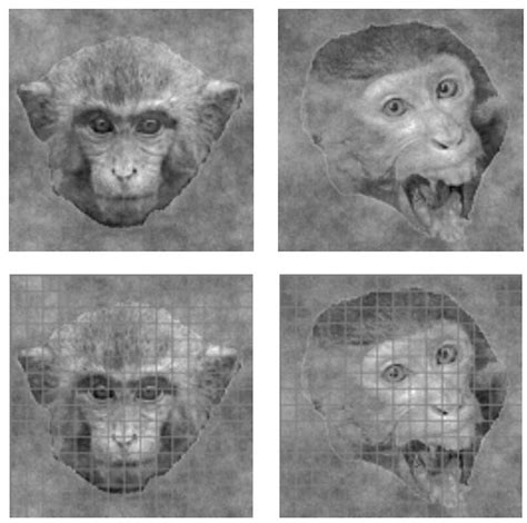 Ziad Hafed On Linkedin Express Detection Of Visual Objects By Primate