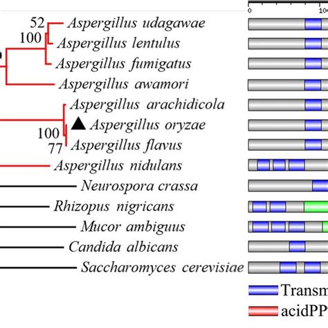 Phylogenetic Relationships And Functional Domains Of Ipc Synthase In