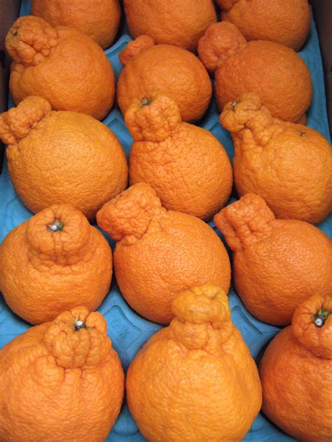 Sumo Citrus Au