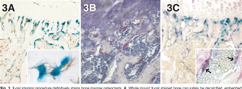X Gal Staining Gene Expression Image Detail