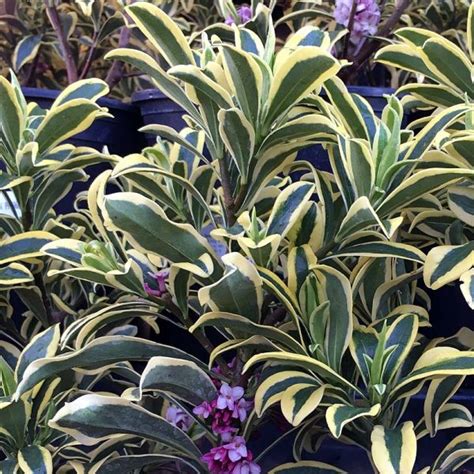 Daphne Odora Marginata Urban Tree Farm Nursery