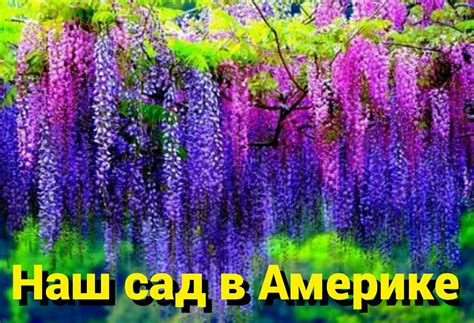 Наш сад в Америке