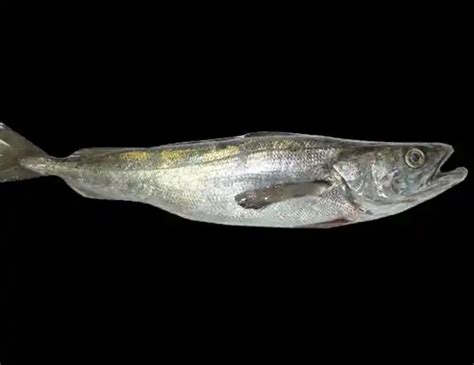 Chilean Hake Life Expectancy