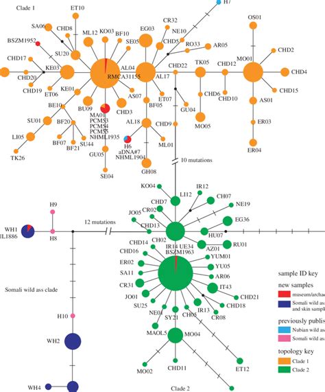 Reduced Median Joining Network Of 108 Mtdna Haplotype Sequences From Download Scientific
