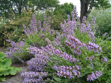 Sage~ Salvia Officinalis