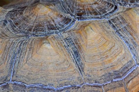 Wonderful Pattern Of Tortoise Shell Close Up Stock Image Image Of Texture Beauty 125330897