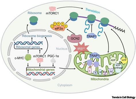 Is Mitochondrial Function At The Heart Of Ribosome Related Diseases