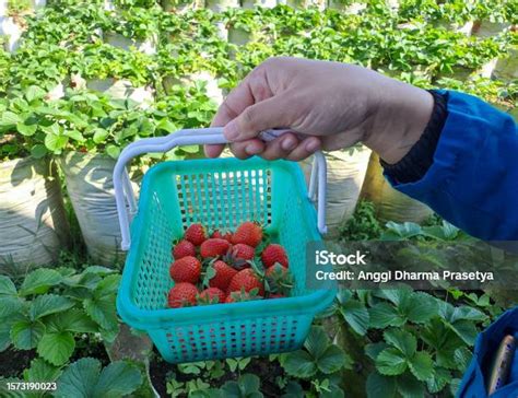 유기농 딸기 농장에서 수확한 후 플라스틱 바구니에 담긴 신선한 빨간 딸기 딸기 수출 준비 완료 농업과 생태 과일 농업 개념 0명에 대한 스톡 사진 및 기타 이미지 Istock