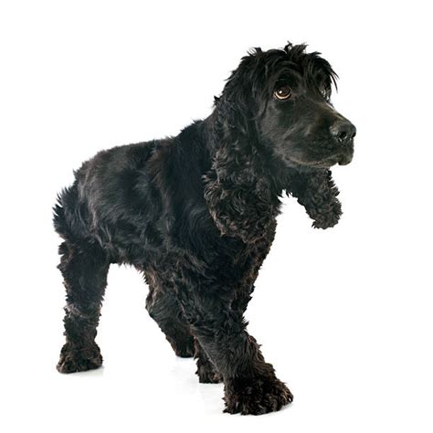 Cocker Spaniel Negro Banco De Fotos E Imágenes De Stock Istock