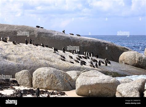 Boulders Penguin Colony Boulders Beach Cape Town South Africa Black