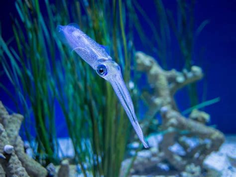 Bigfin Reef Squid Fish Facts Sepioteuthis Lessoniana A Z Animals